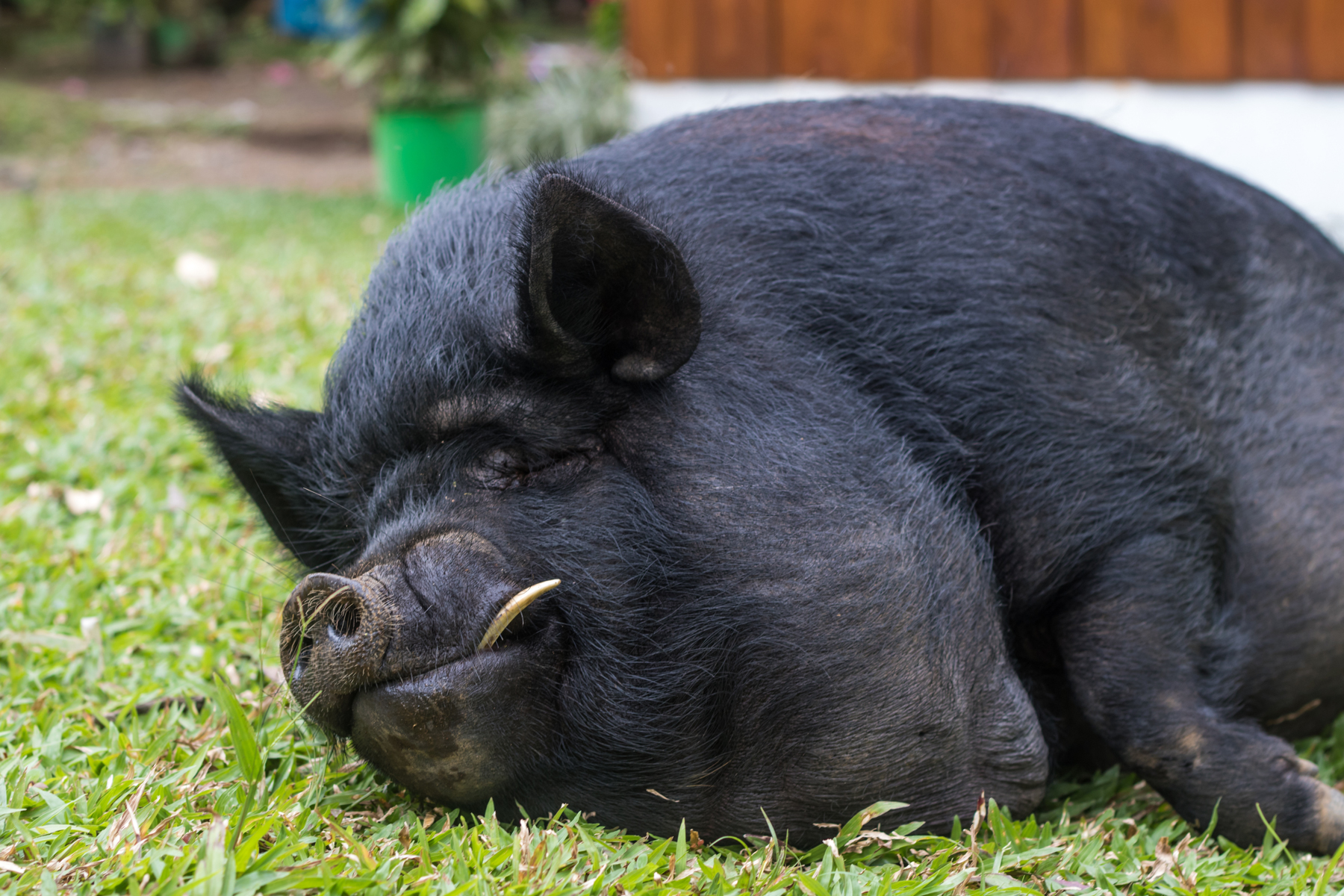 Heritage Pigs – Mother Earth News